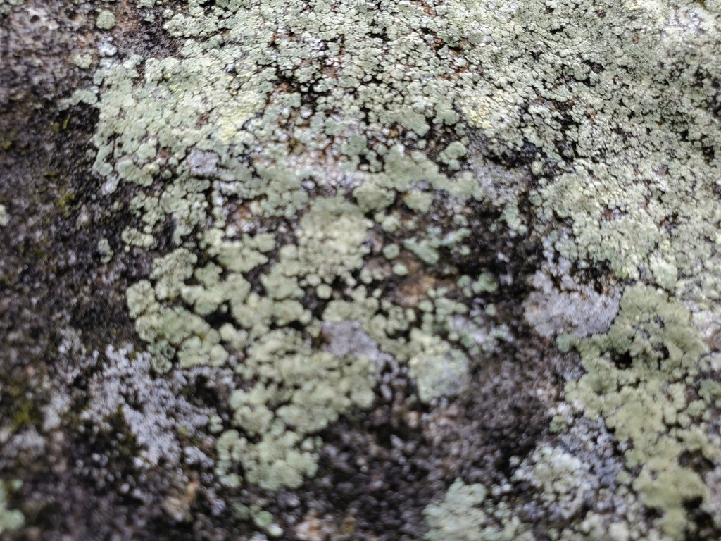 common lichens from Northumberland, UK on August 22, 2022 at 10:45 AM ...