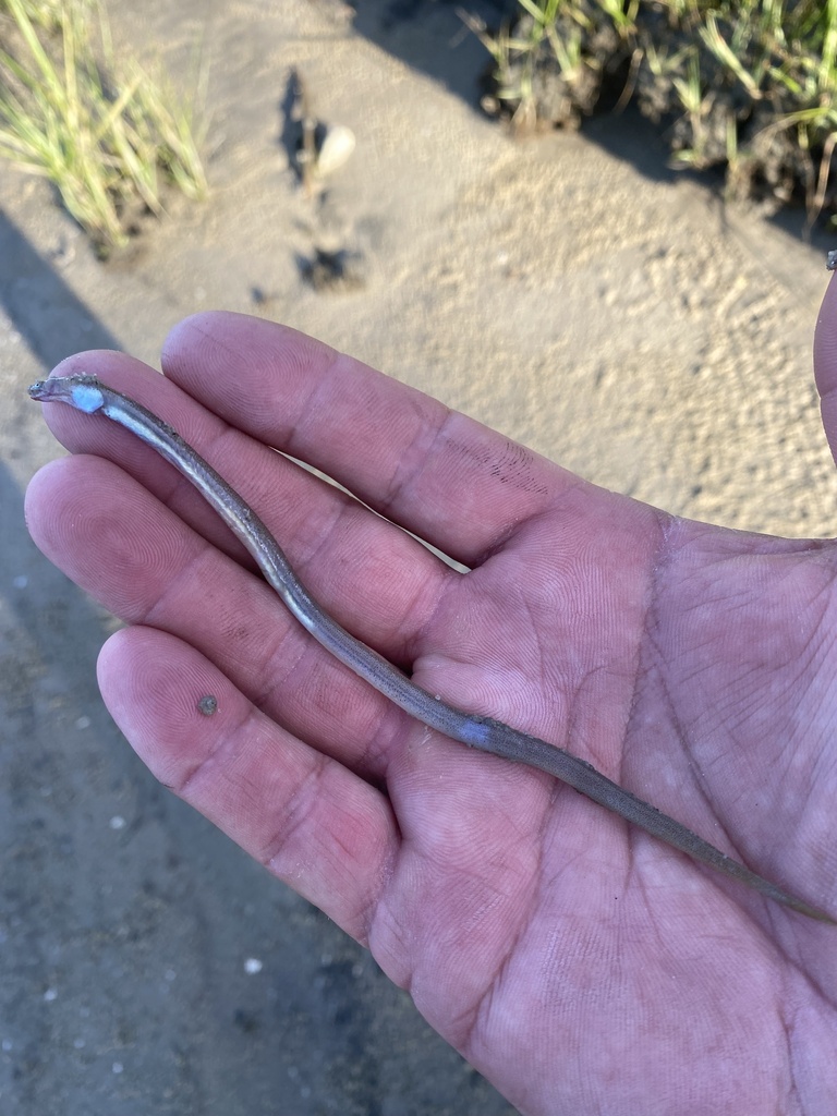 Speckled Worm Eel from North Atlantic Ocean, NC, US on July 16, 2022 at ...