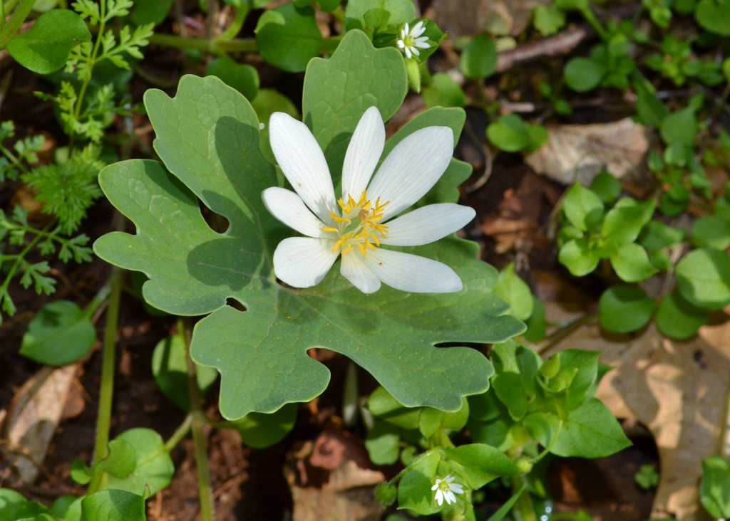 Bloodroot (Vascular Plants of Lost Cove Farm) · iNaturalist
