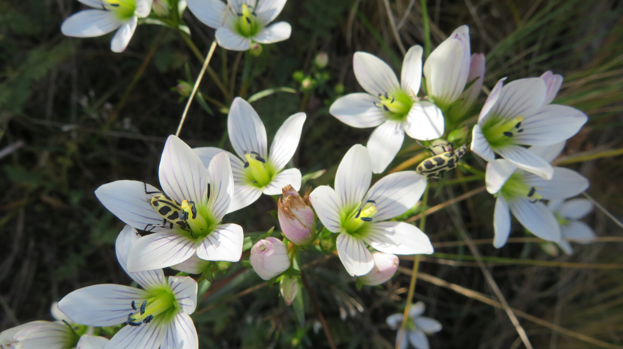 Gentianella multicaulis (Gillies ex Griseb.) Fabris
