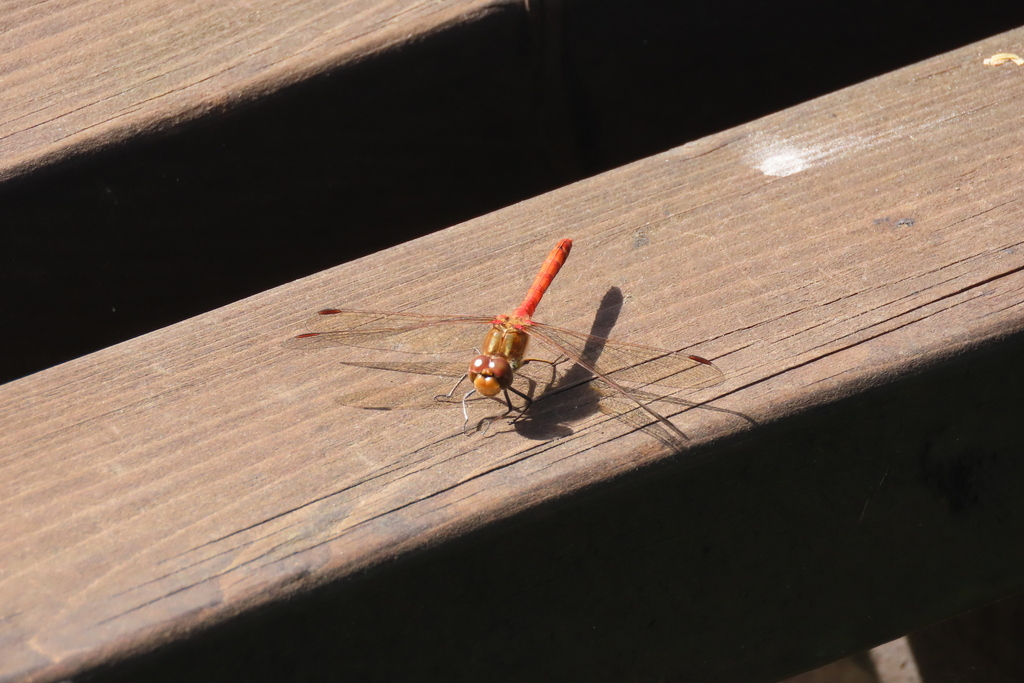 Common Darter from Bramley, Leeds, UK on August 21, 2022 at 12:14 PM by ...