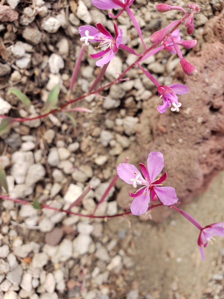 fireweed from Siskiyou County, CA, USA on August 17, 2022 at 11:45 AM ...
