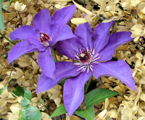 Clematis (Vascular Plants of Lost Cove Farm) · iNaturalist