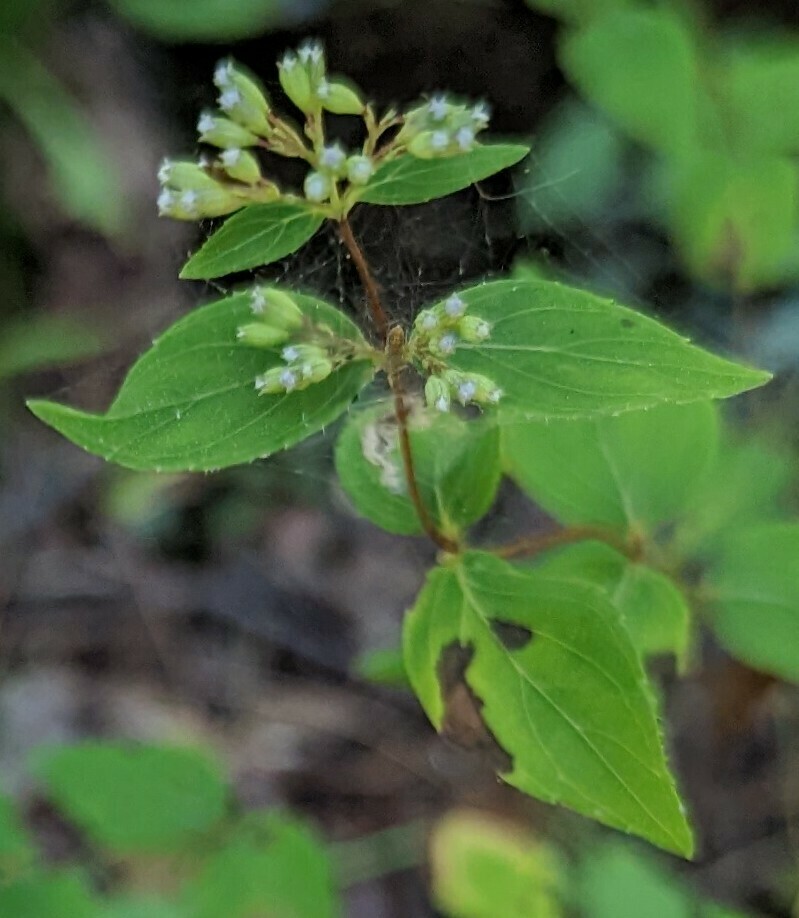 common dittany from Hardy, West Virginia, United States on August 20 ...