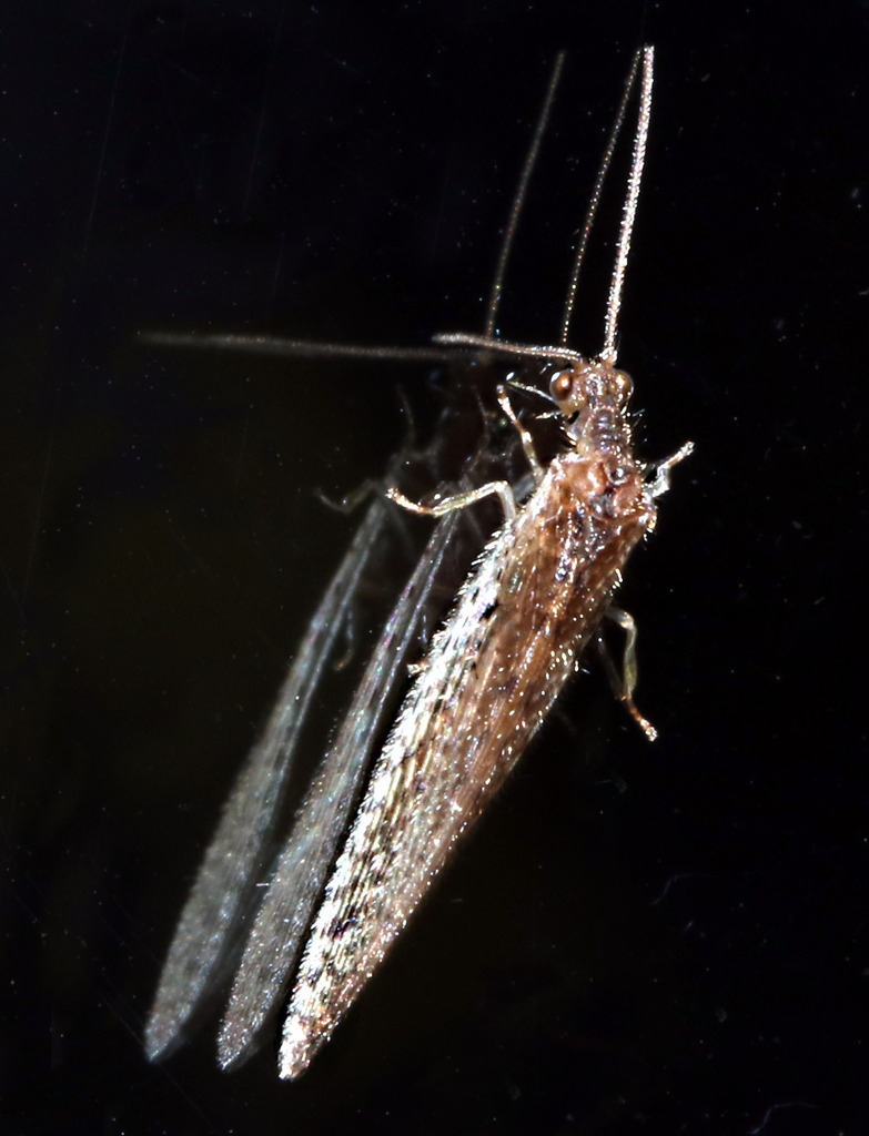 Tasmanian Brown Lacewing in August 2022 by juliegraham173 · iNaturalist