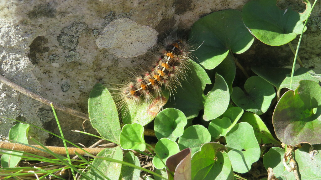 Paracles from Gral Pueyrredón, Provincia de Buenos Aires, Argentina on ...