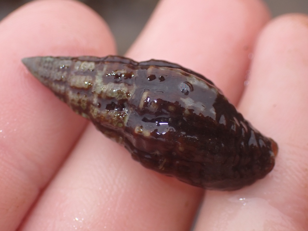 Neotiara lens from Pacific Ocean, Veraguas, PA on August 19, 2022 at 02 ...