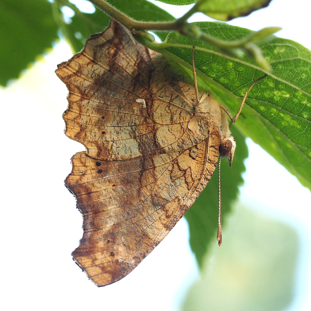 Asian Comma from 242-8 Ōoka, Numazu, Shizuoka 410-0022, Japan on August ...