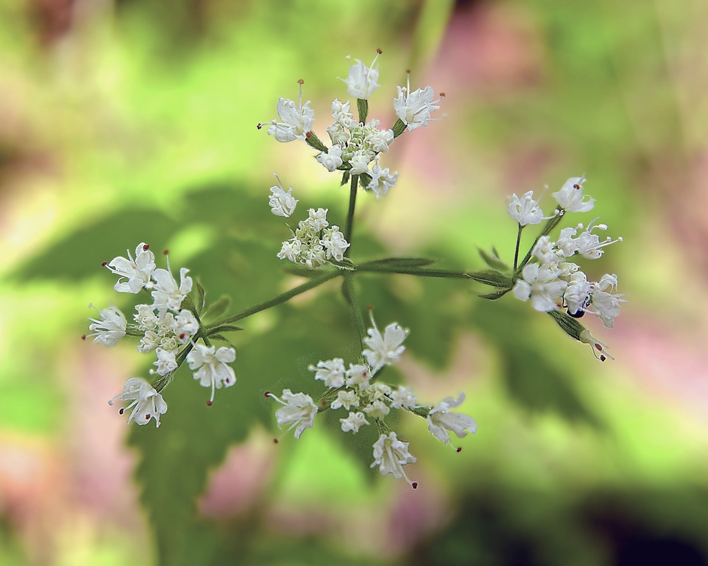 anise root (Vascular Plants of Lost Cove Farm) · iNaturalist