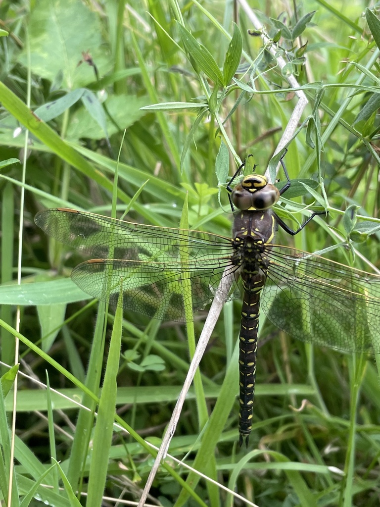 Sedge Darner from Gartcosh, Glenboig and Moodiesburn Ward, Glasgow ...