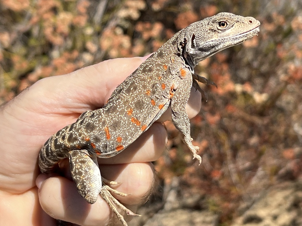 Cope's Leopard Lizard in August 2022 by jqrichmond. Adult female in ...