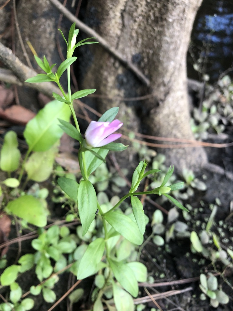 Coastal Rose Gentian from Martin County, FL, USA on August 22, 2022 at ...