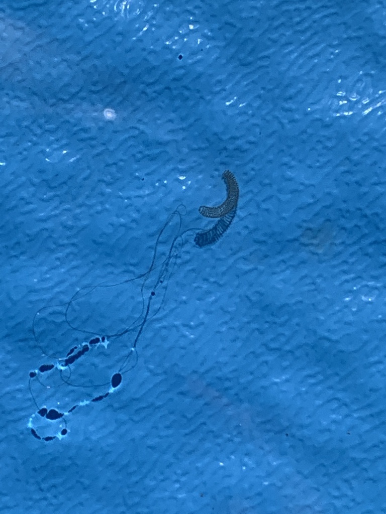 Non-biting Midges in August 2022 by Lauren W. · iNaturalist