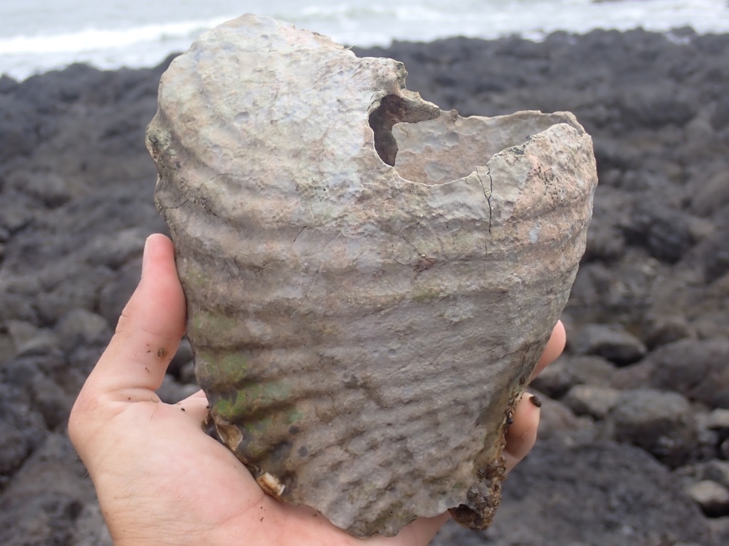 Eastern Pacific Giant Conch from Pacific Ocean, Veraguas, PA on August ...