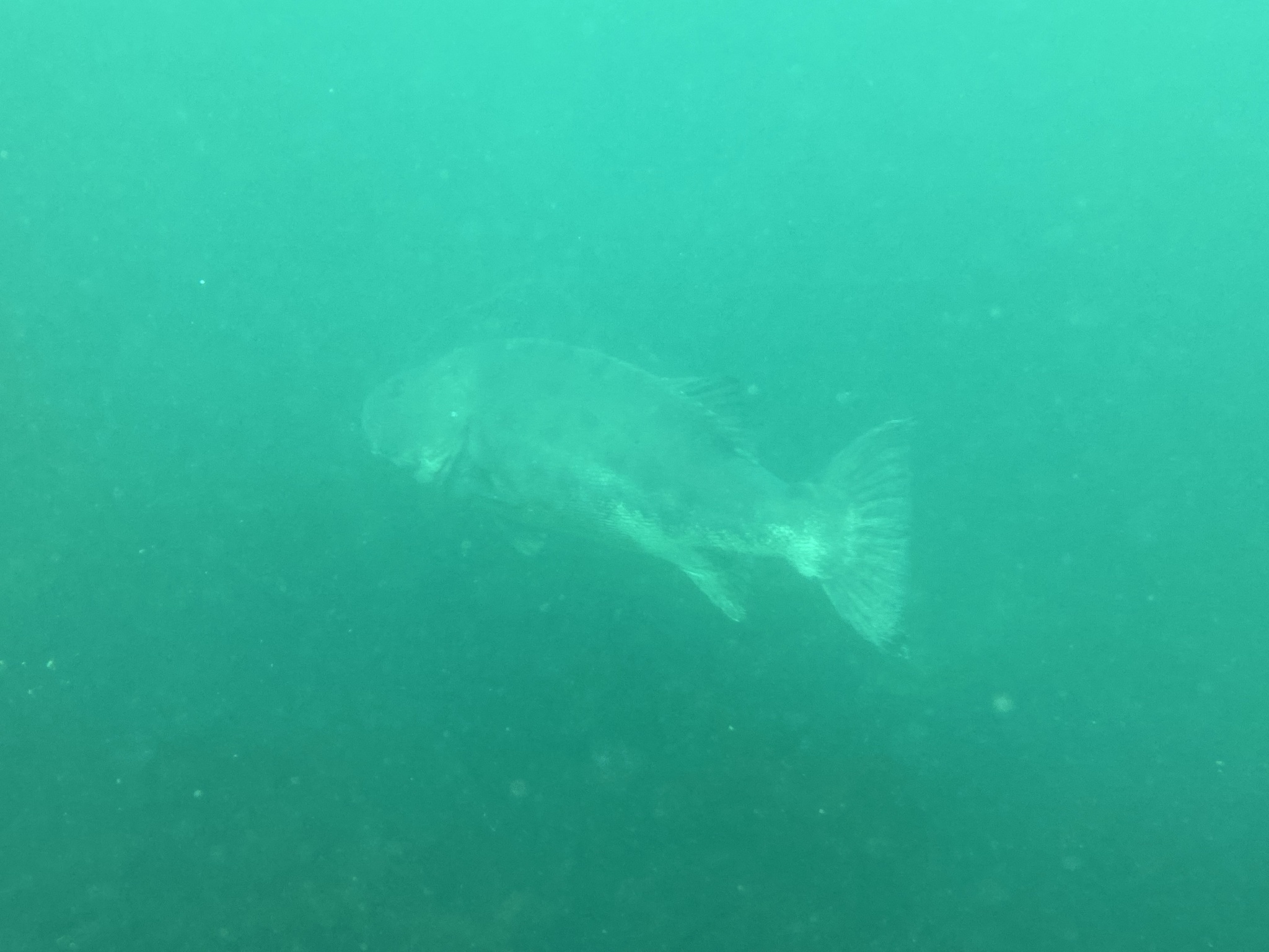Polyprionidae