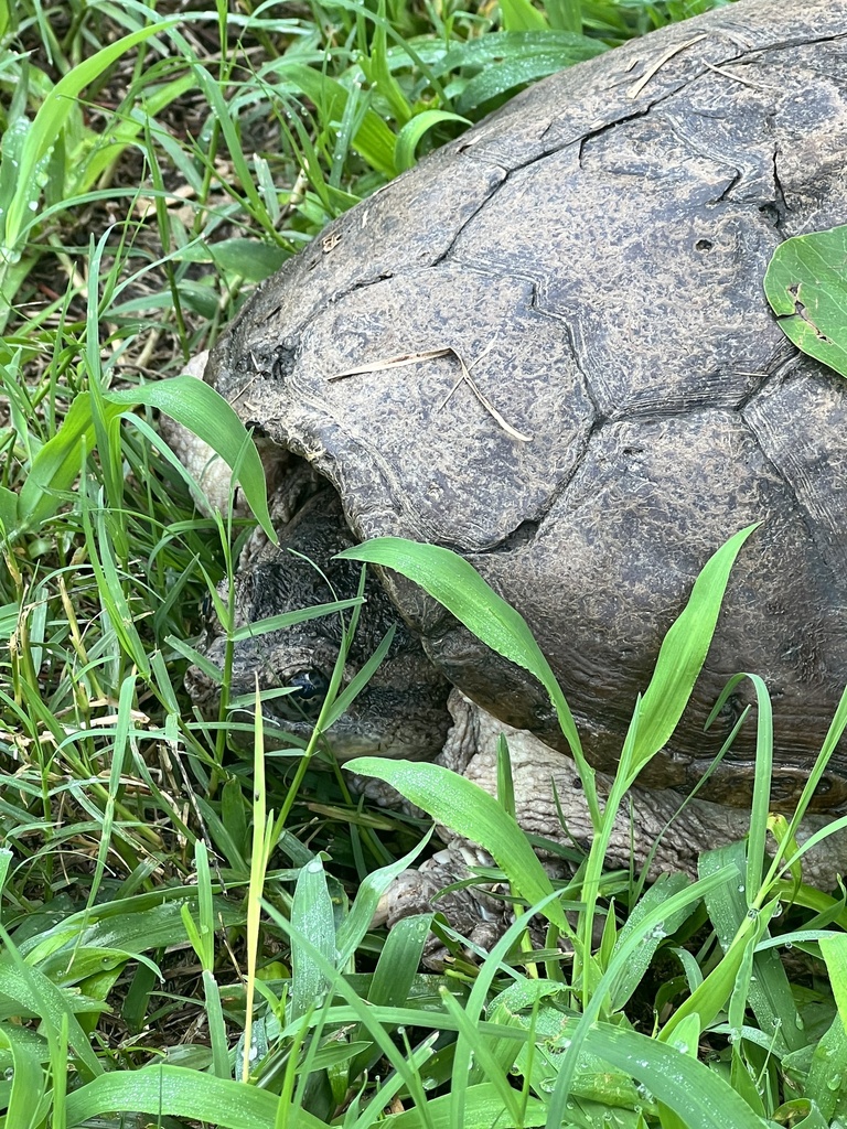 Common Snapping Turtle from Halkirk St, Spring, TX, US on August 21 ...