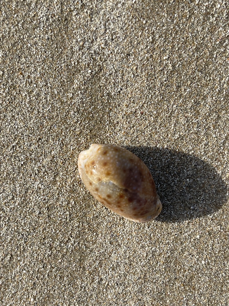 Eroded Cowry from Woolgoolga Beach, Woolgoolga, NSW, AU on August 23 ...
