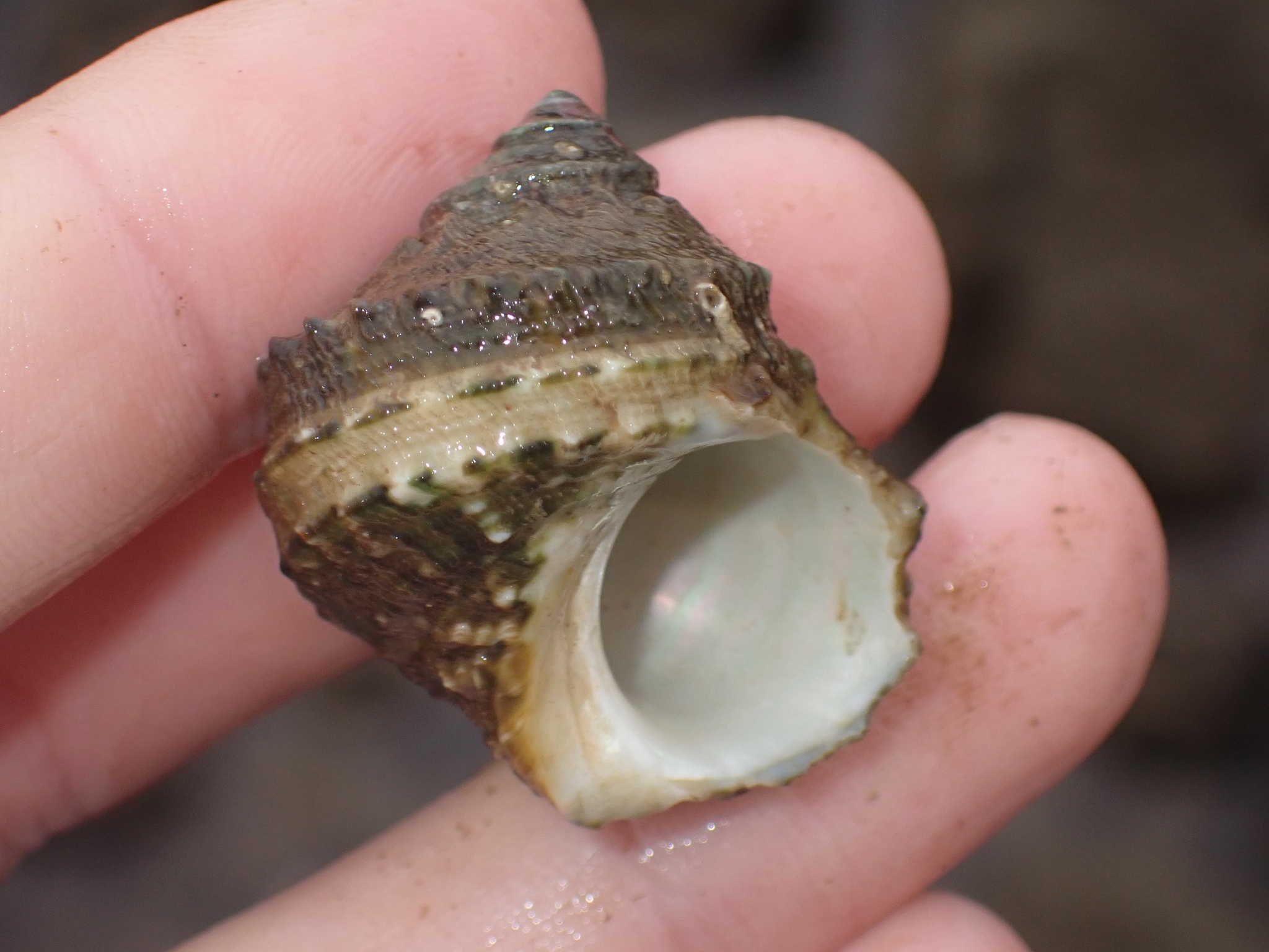 Turbo saxosus W.Wood, 1828