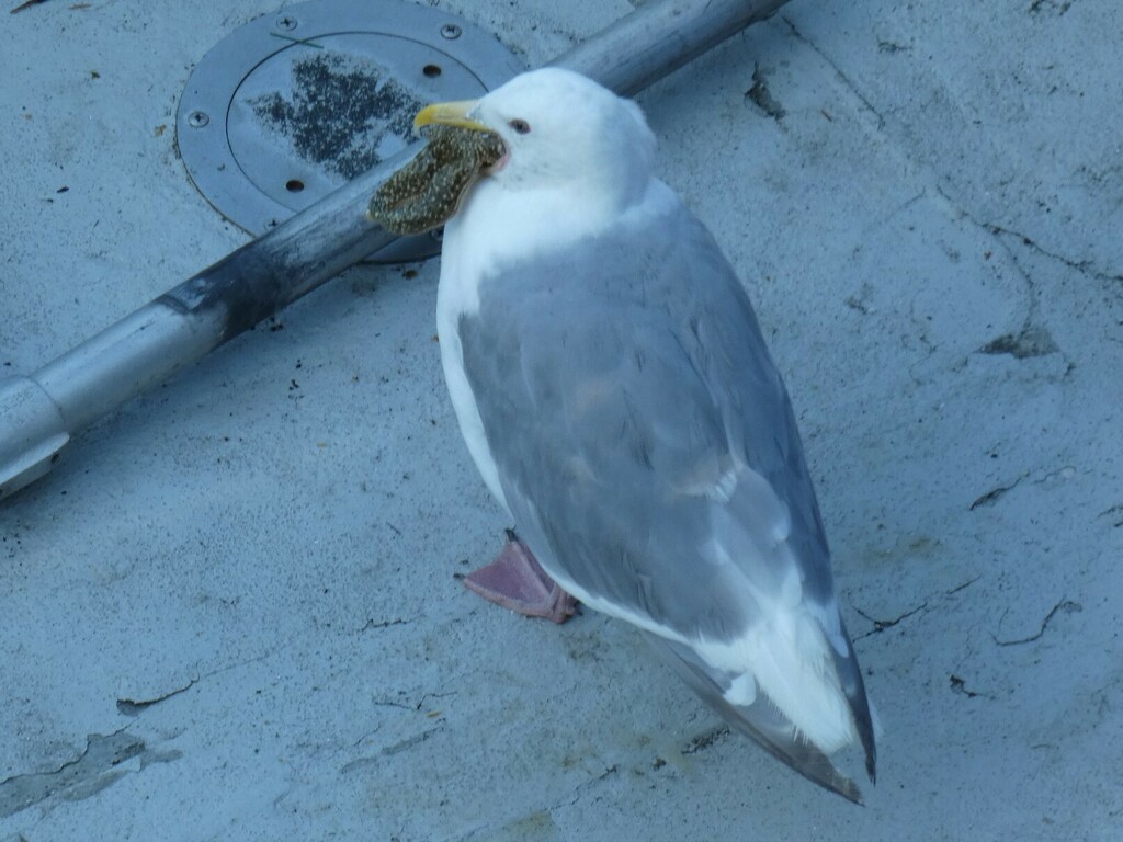 Olympic Gull from Seattle, WA, USA on August 22, 2022 at 08:36 AM by ...