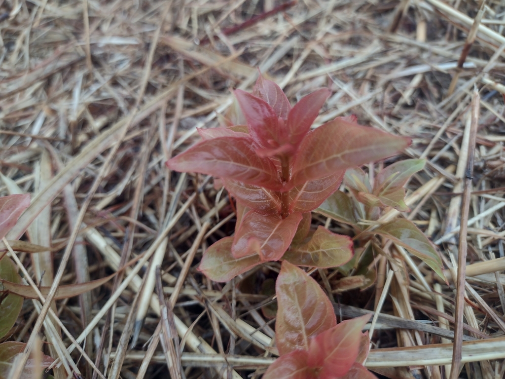 plants from Lake Waco Wetlands on August 22, 2022 at 03:39 PM by ...