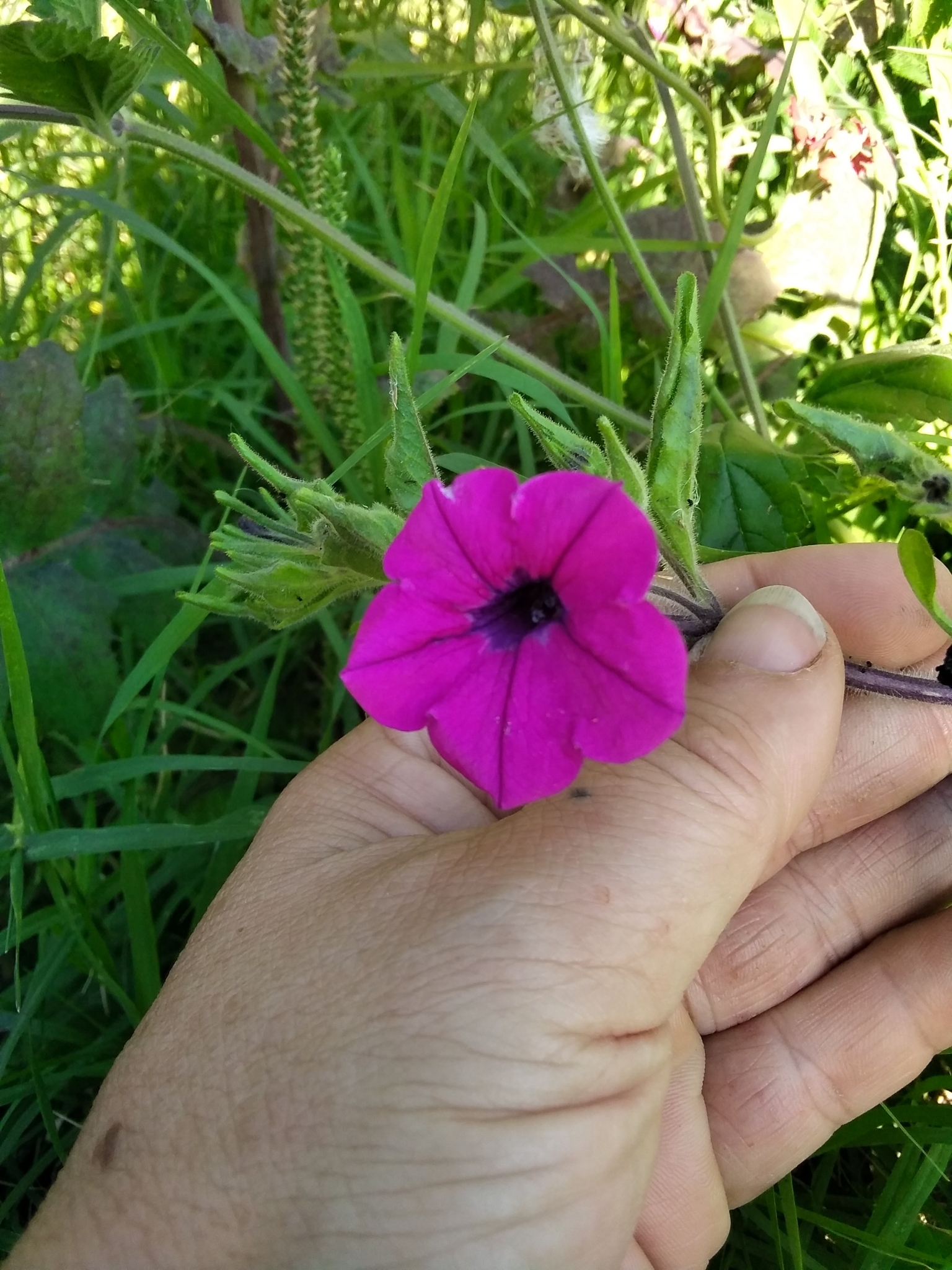 Petunia inflata R.E.Fr.