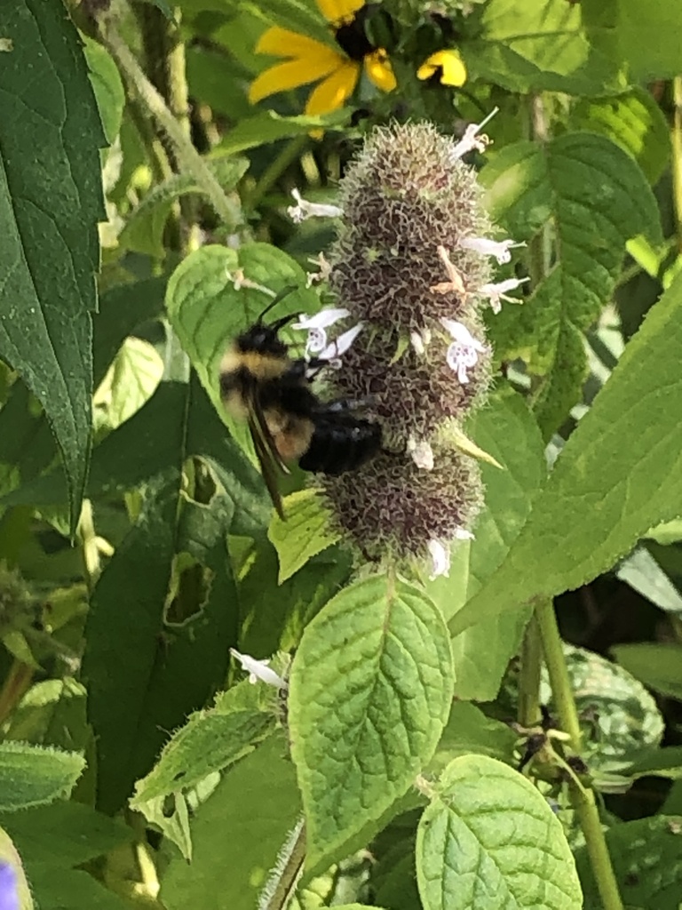 Rusty-patched Bumble Bee in August 2022 by jenquarberg · iNaturalist