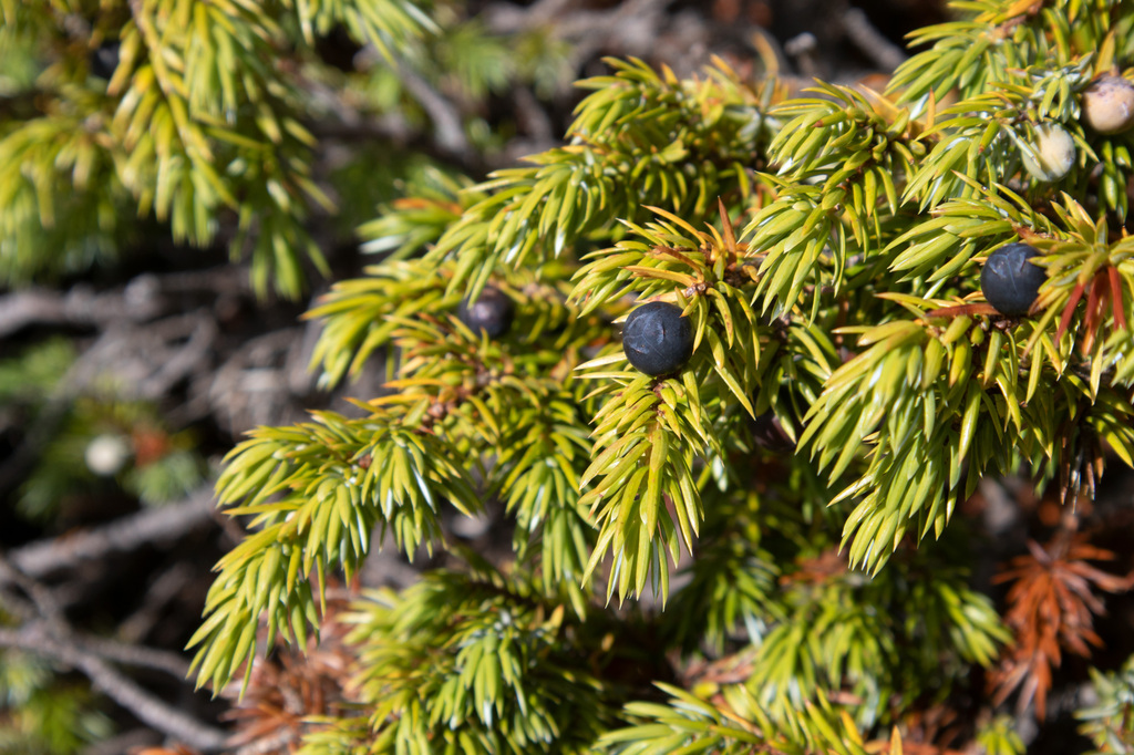 common juniper from Boulder County, CO, USA on August 22, 2022 at 10:52 ...
