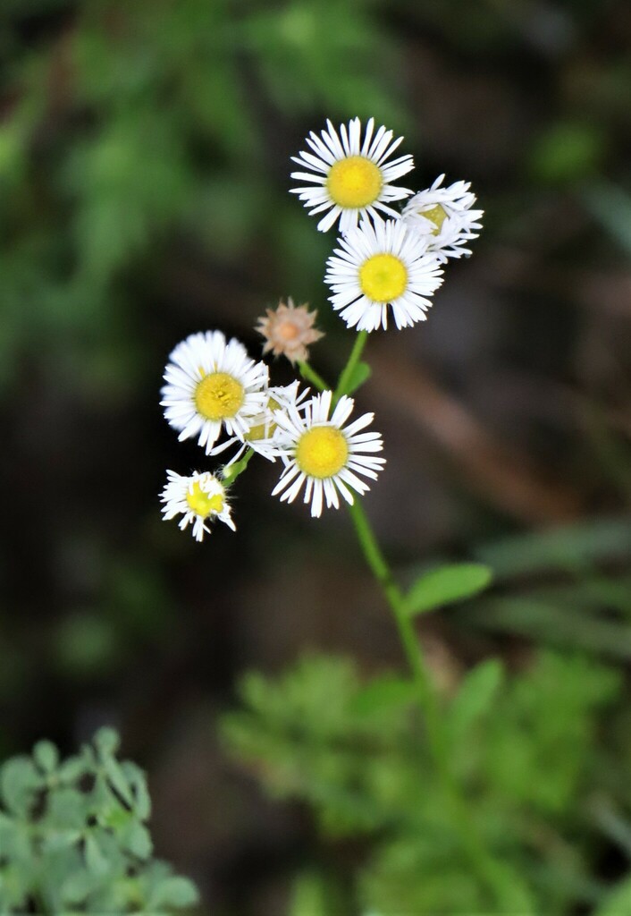 daisy fleabane from Bata Island, Quinte West, ON, Canada on August 22 ...