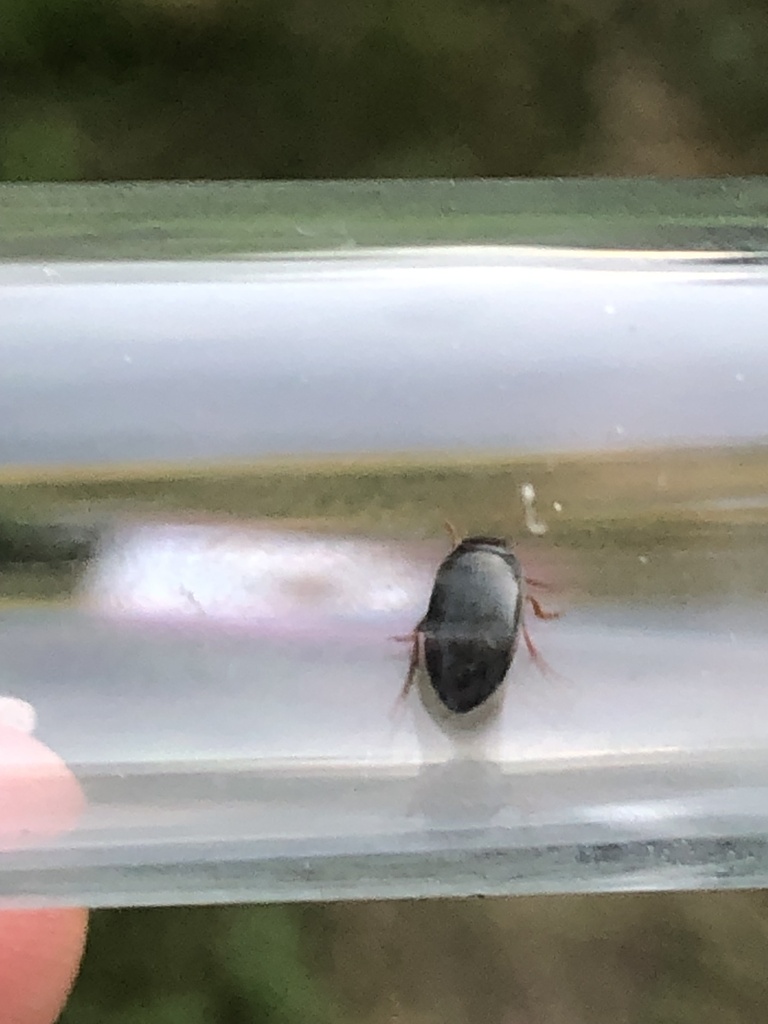 Hydroporus from Chippendale Cir, Okemos, MI, US on August 22, 2022 at ...