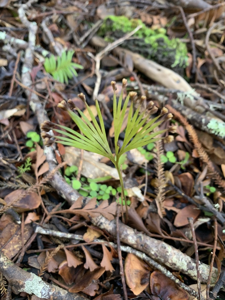 fan fern from Waipu, New Zealand on August 22, 2022 at 02:24 PM by Jack ...
