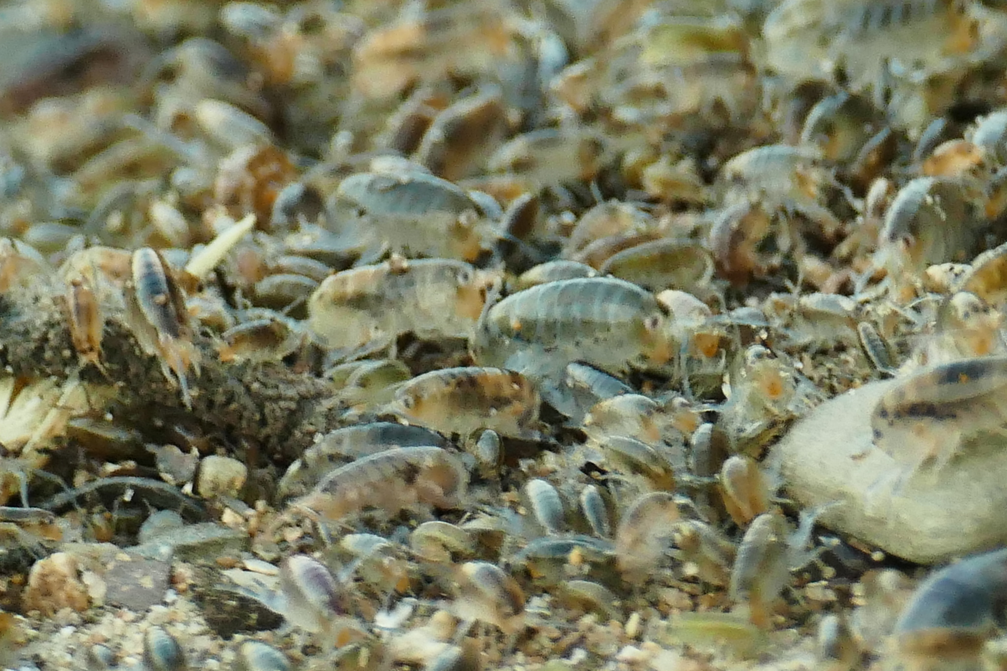 Talitrus saltator (Montagu, 1808)