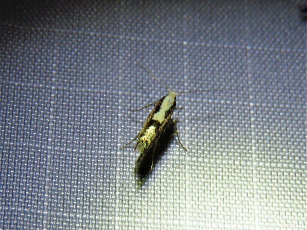 Apple Fruit Moth from Fågelsång, Utnäsbodarna, Hälsingland, Sweden on ...