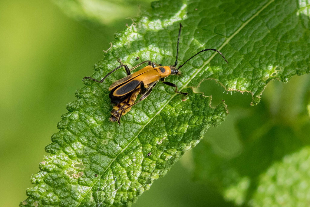 Goldenrod Soldier Beetle from Londonderry, NH, USA on August 15, 2022 ...