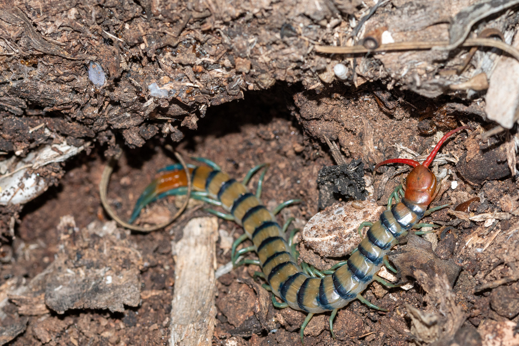 Red-headed Centipede from Brookfield Conservation Park on August 21 ...