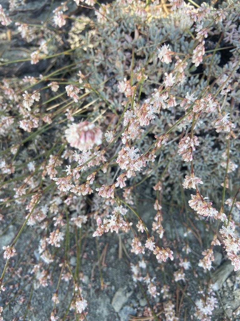 Wright's buckwheat from San Bernardino County, US-CA, US on August 22, 2022 at 10:03 AM by ...