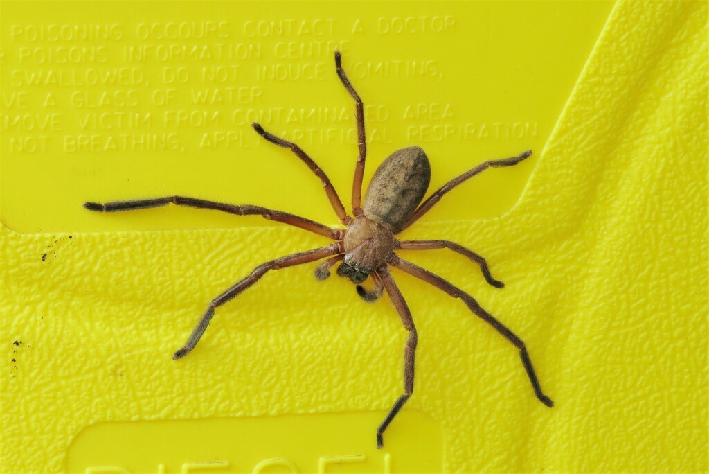 Social Huntsman Spider from Wandella NSW 2550, Australia on October 20 ...