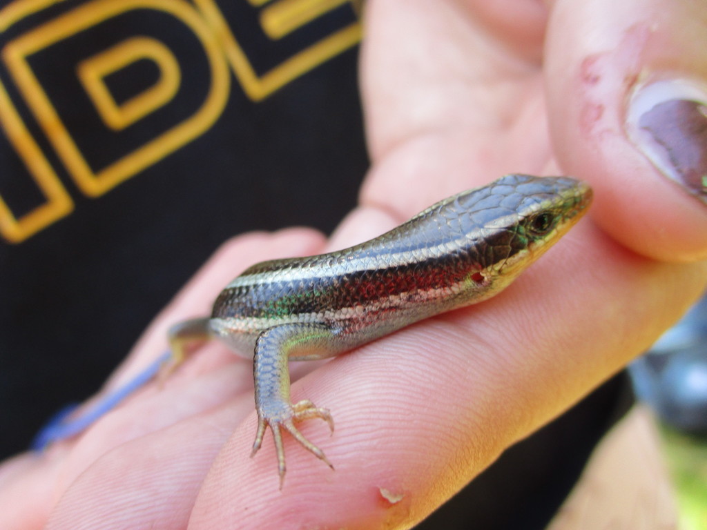 Western Skink in August 2018 by reynavazquez · iNaturalist