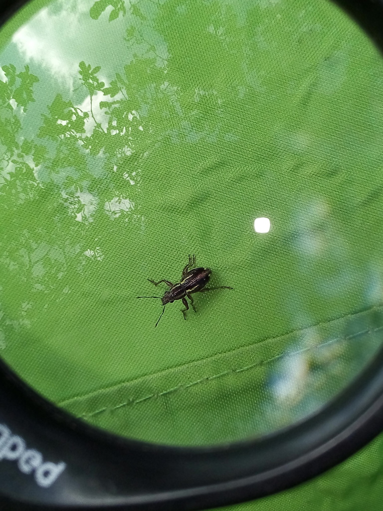 Pantomorus picipes from Oaxaca de Juárez, Oax., México on June 3, 2018 ...
