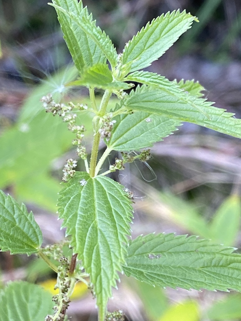 American stinging nettle in August 2022 by alpinerobot · iNaturalist