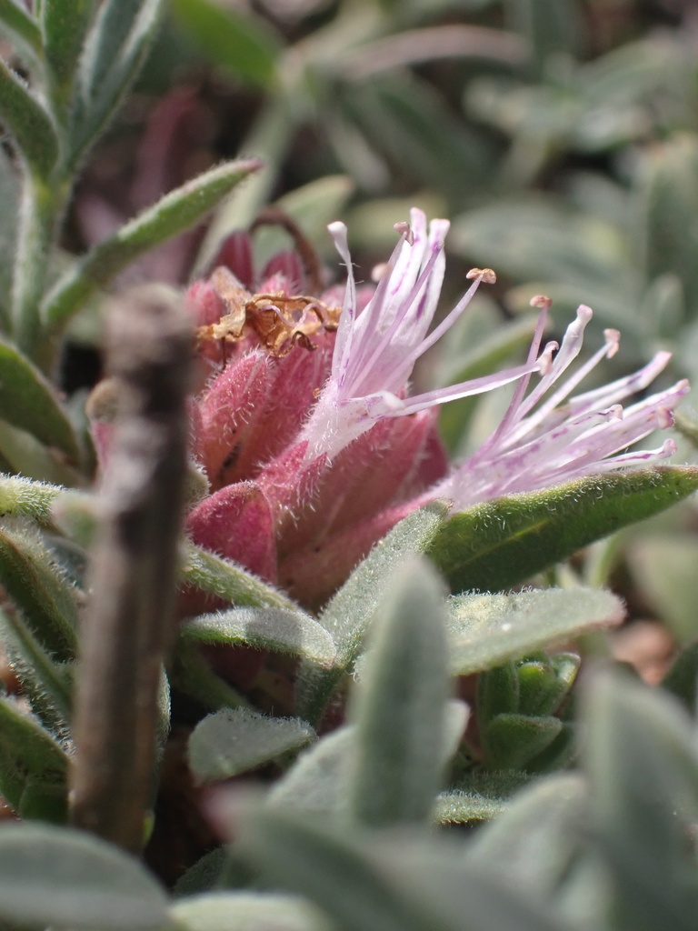 Monardella australis australis from Sand to Snow National Monument ...