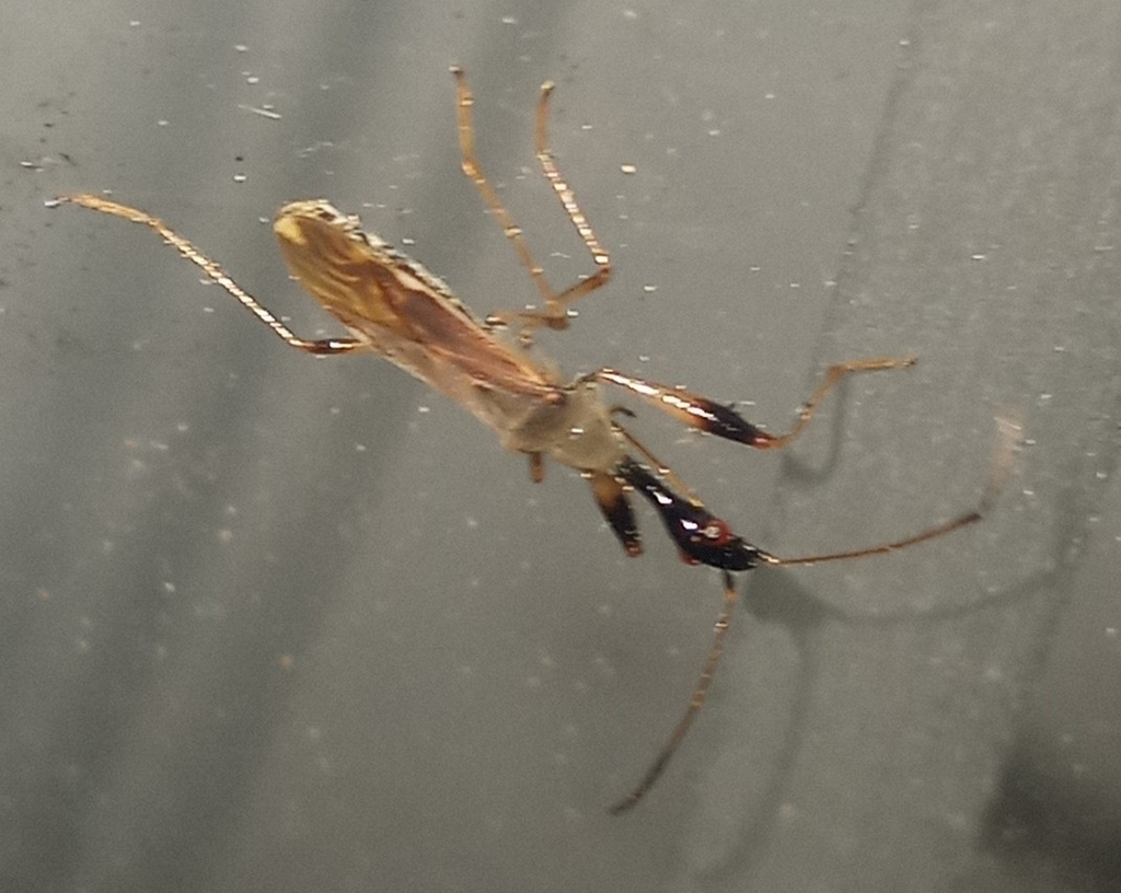 Long-necked Seed Bug from Preston, MD 21655, USA on August 22, 2022 at ...