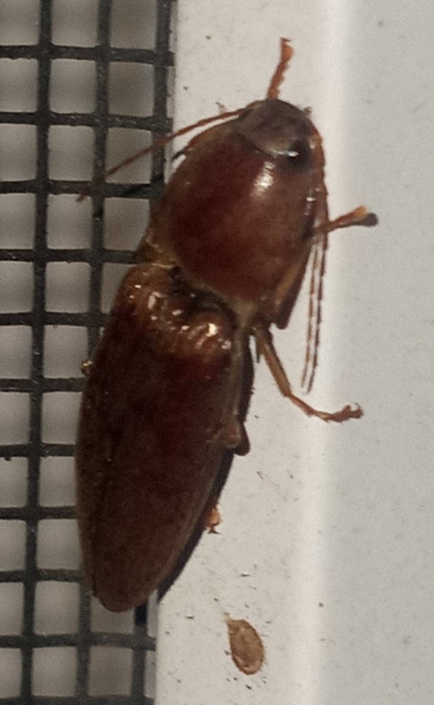 Conoderus lividus from Preston, MD 21655, USA on August 22, 2022 at 09: ...