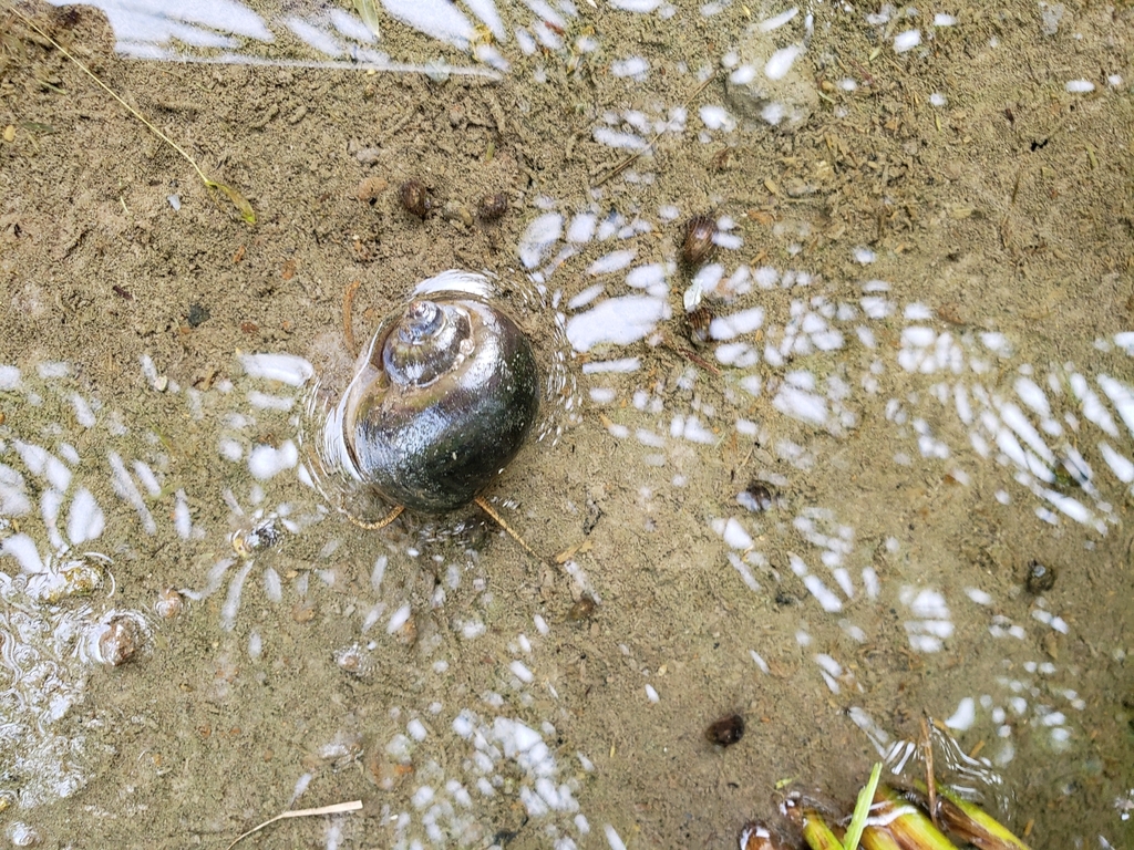 Channeled Apple Snail from 日本、〒421-0402 静岡県牧之原市勝間127 on August 23, 2022 ...