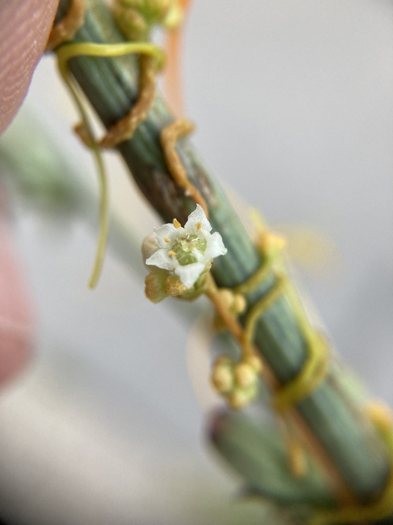 Five Angled Dodder from Long Island, New York, NY, US on August 19, 2022 at 07:22 PM by ...