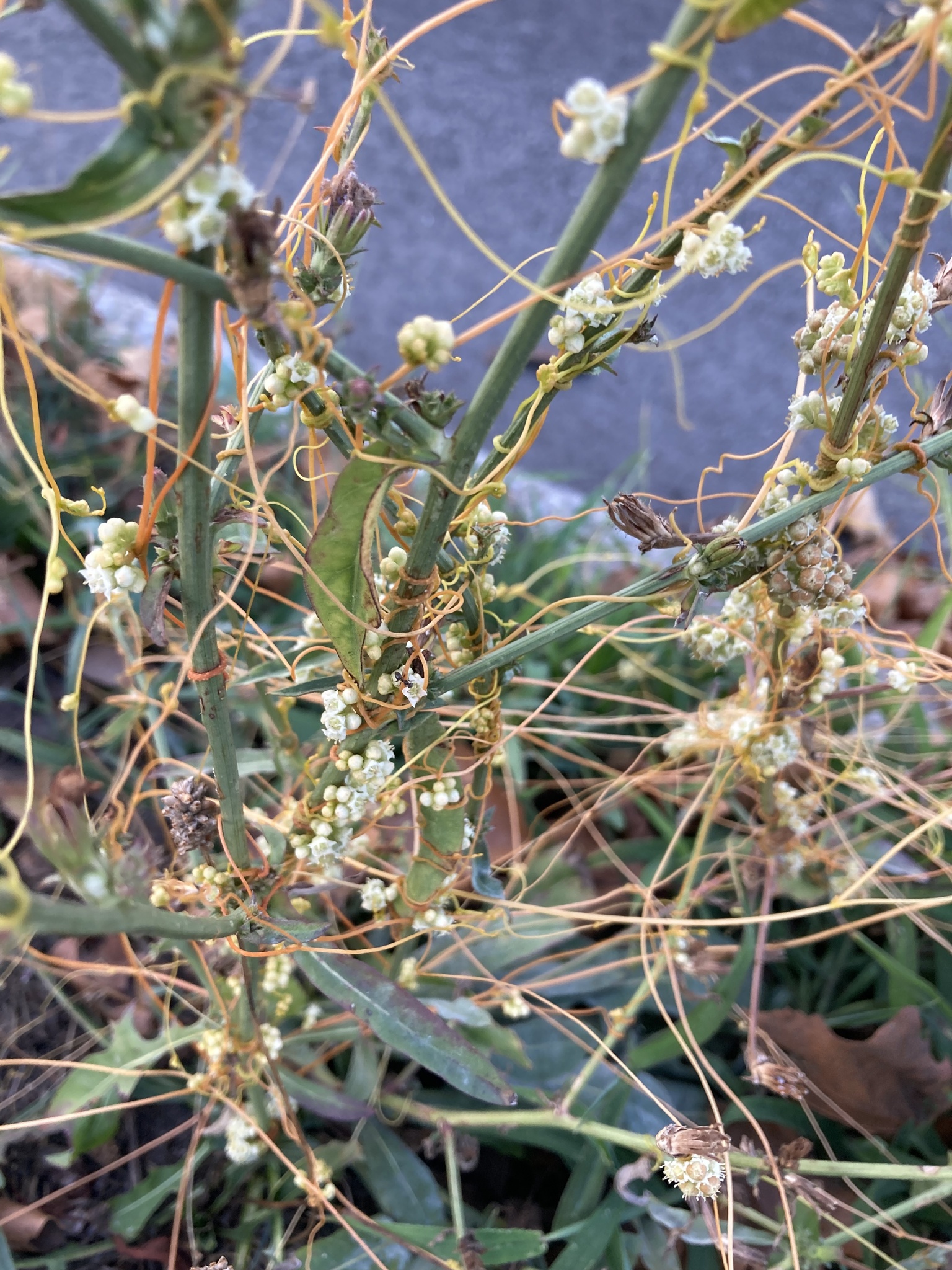 Cuscuta pentagona Engelm.