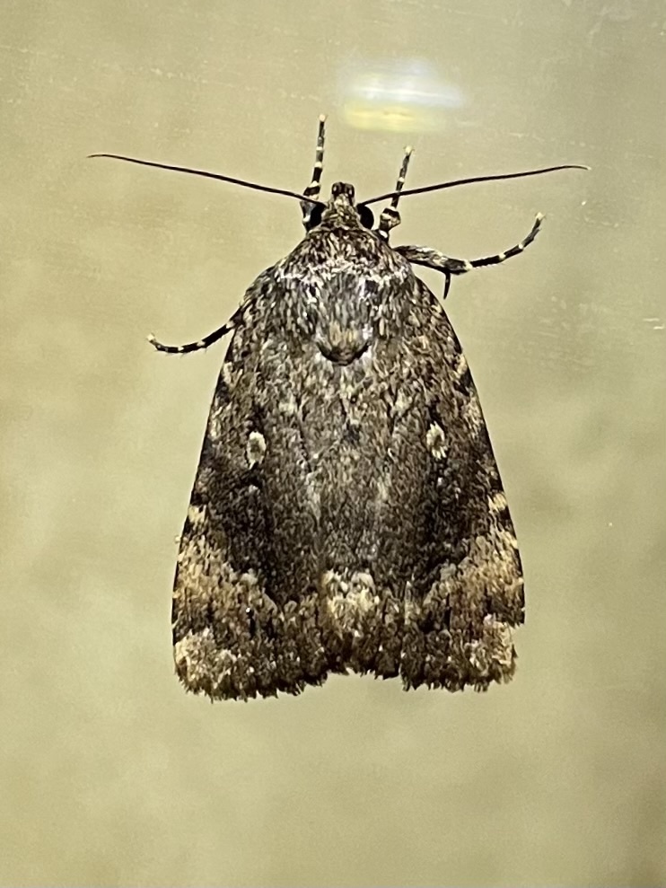 American Copper Underwing in August 2022 by betsy_c · iNaturalist