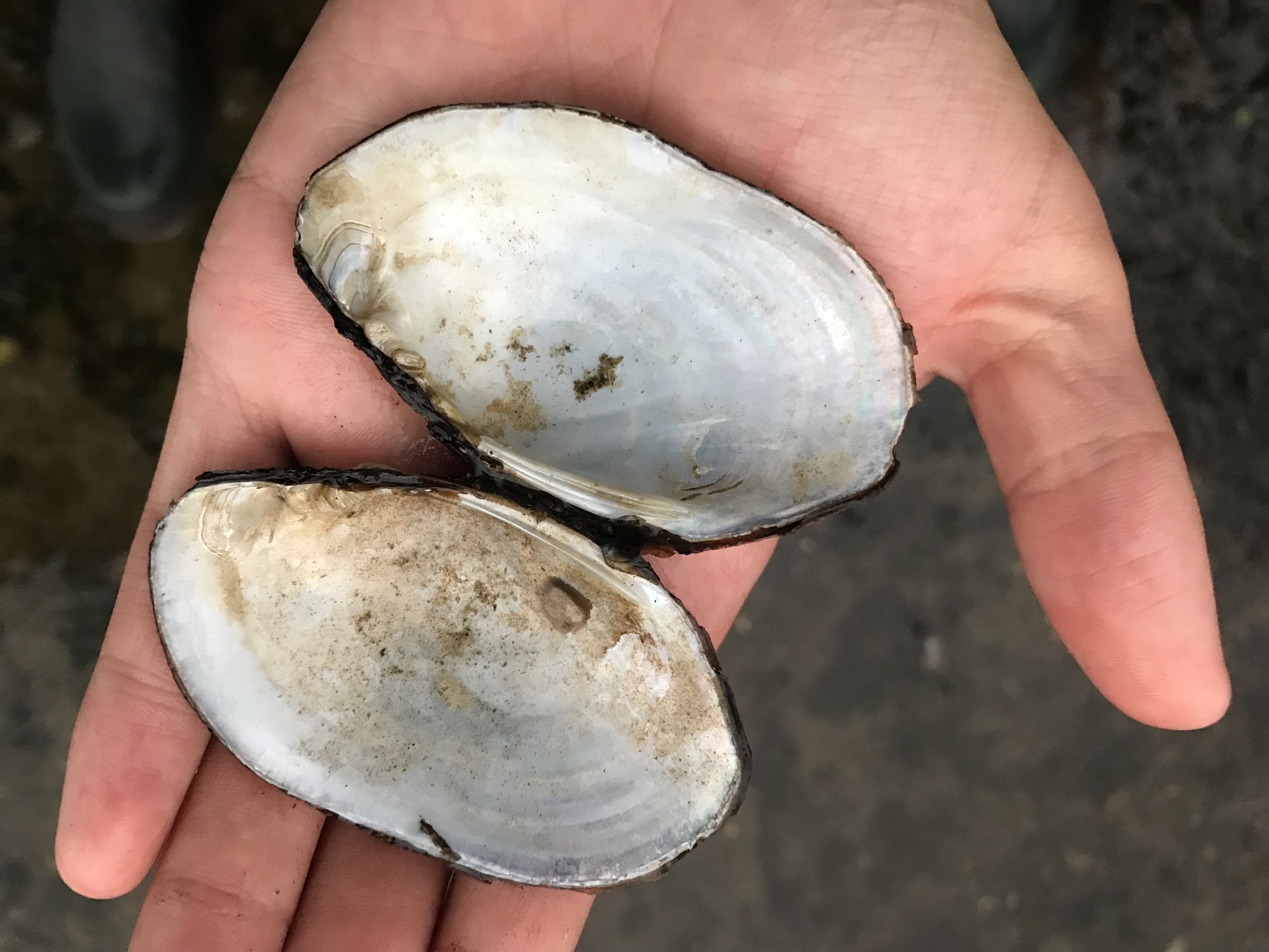 Lampsilis radiata (Gmelin, 1791)