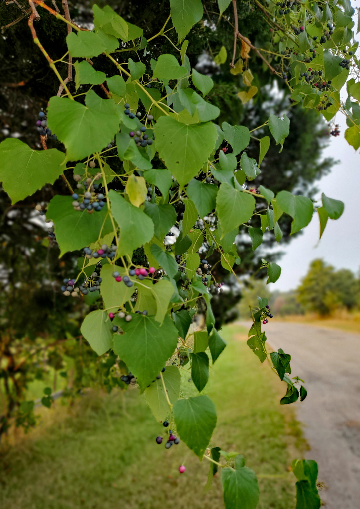 heart leaf peppervine from Pawnee County, OK, USA on August 22, 2022 at ...