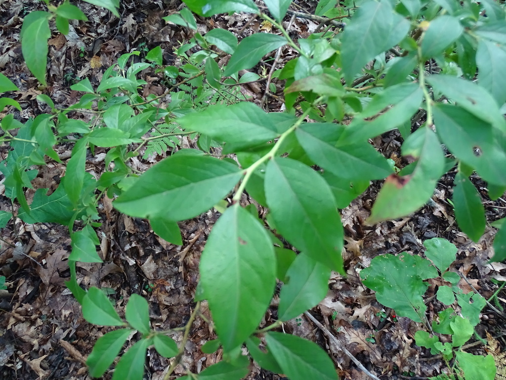 Blue Ridge blueberry in August 2022 by wetlandfan · iNaturalist
