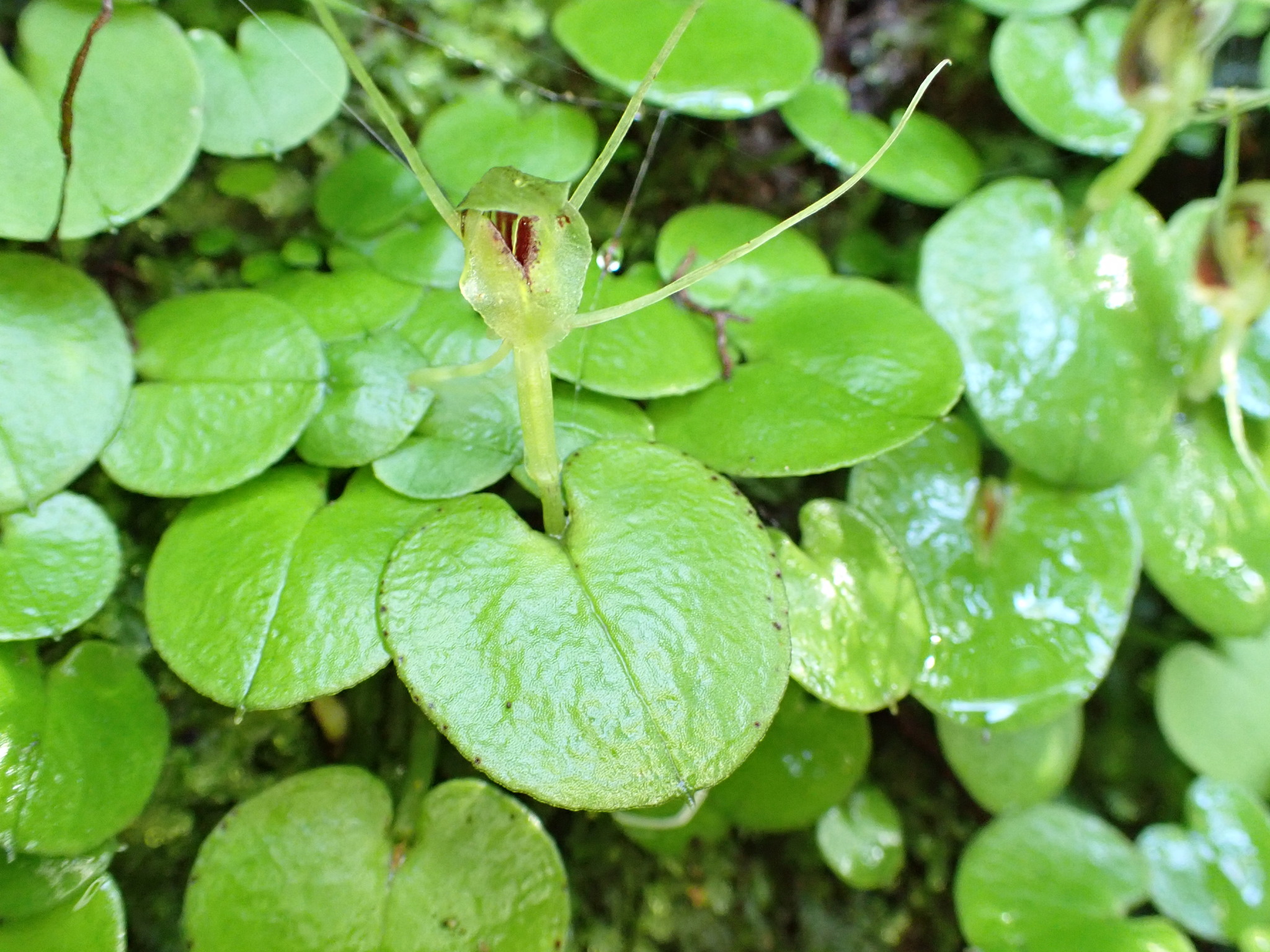 Corybas papa Molloy & Irwin